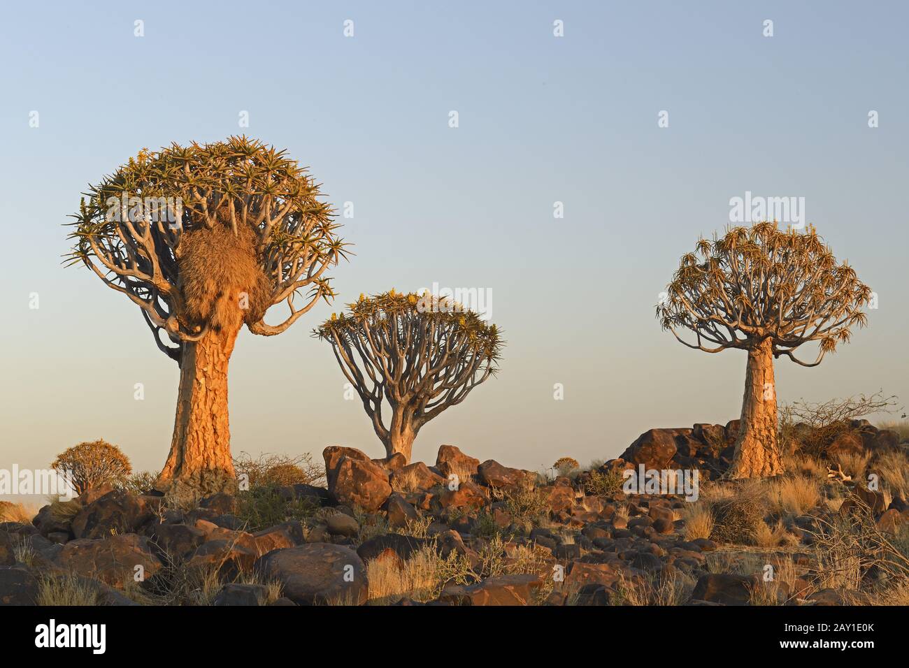 Koecherbaum oder Quivertree (African: Kokerboom, Aloe dichoto Stock ...