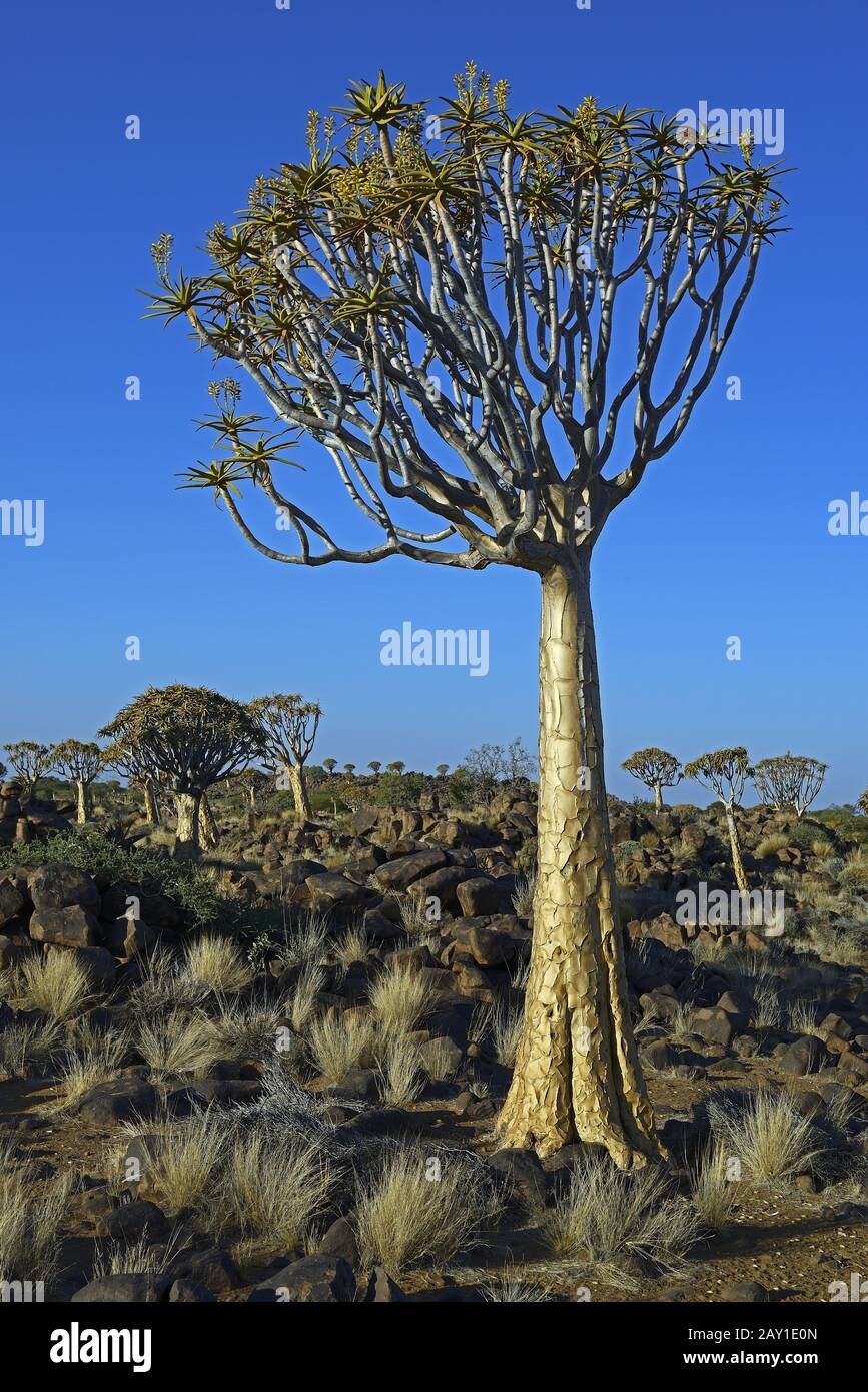 Dichoto hi-res stock photography and images - Alamy