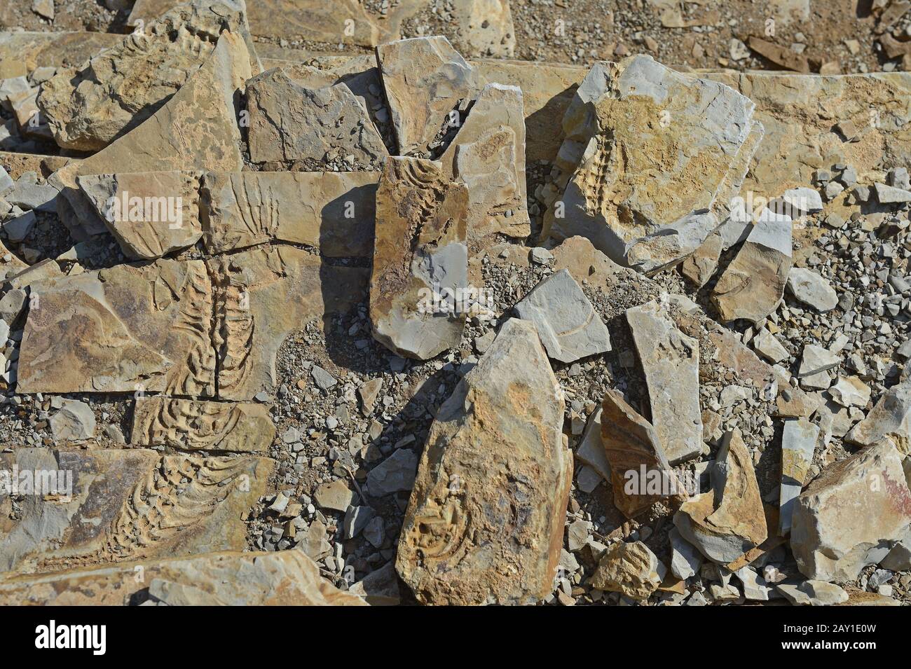 approx. 300 million year old fossils of Mesosaurus tenuidens Stock ...