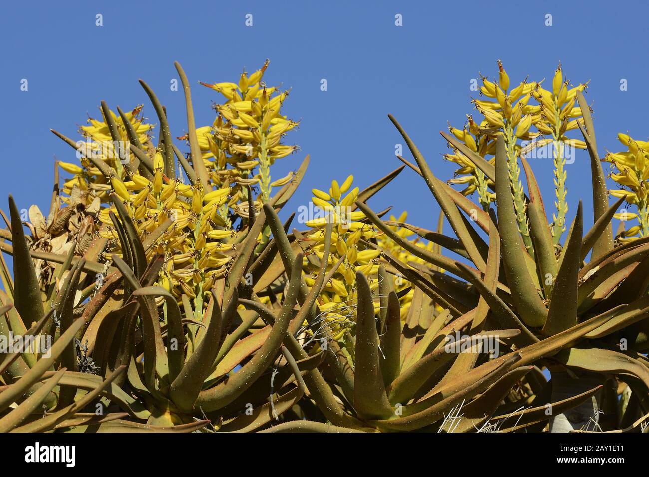 Flowering of the quiver tree or quivertree (Afrikaans: coker boom Stock ...
