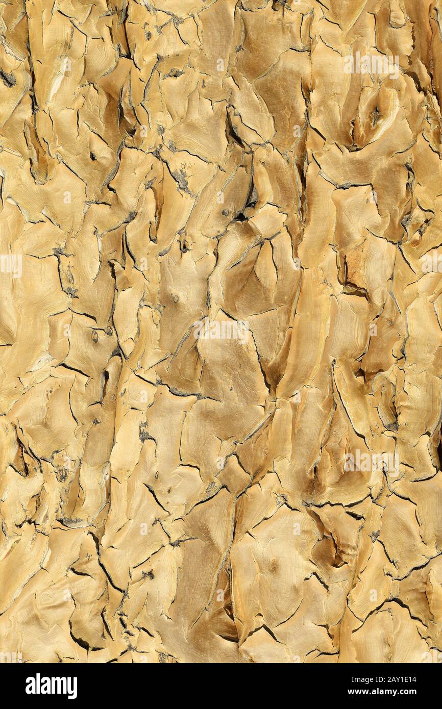 Bark, bark of the quiver tree or quivertree (Afrikaans: Kokerbo Stock ...