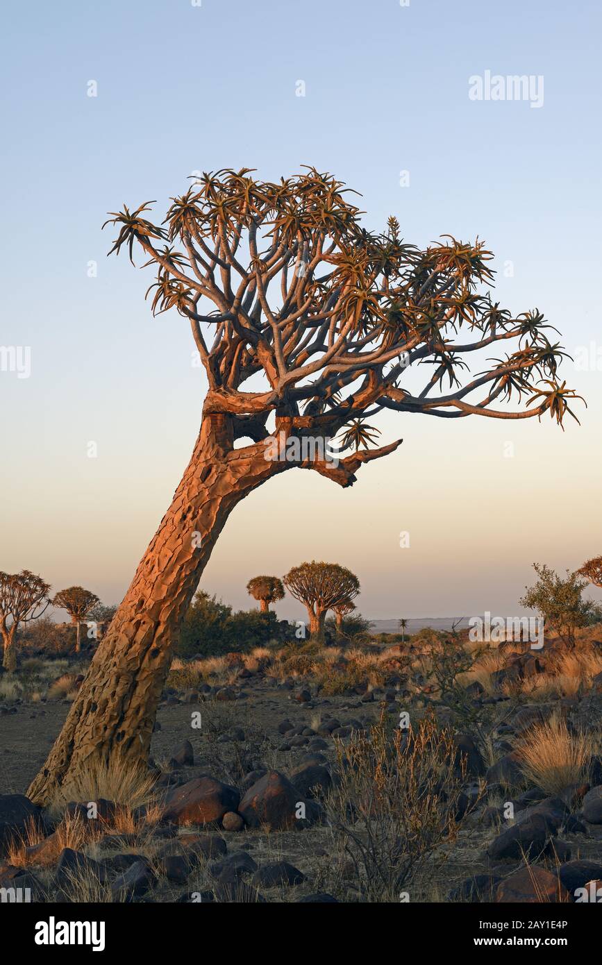 Aloe kokerboom hi-res stock photography and images - Alamy