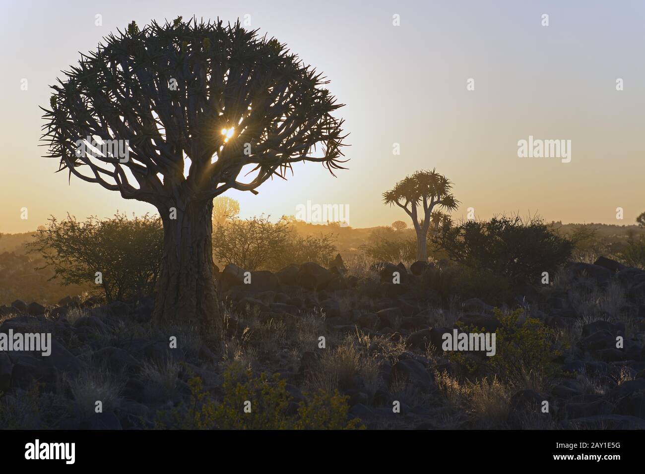 Dichoto hi-res stock photography and images - Alamy