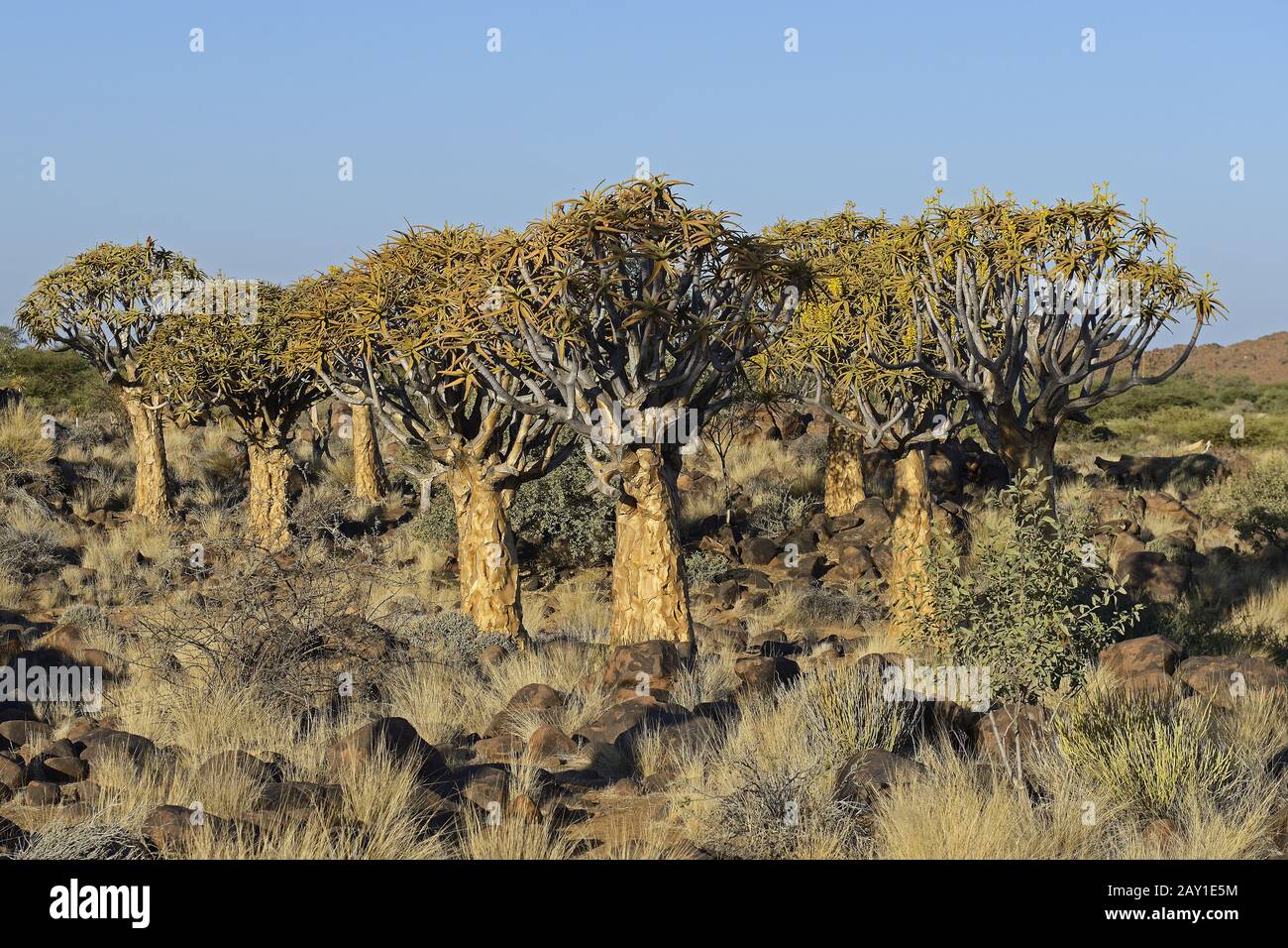 Dichoto hi-res stock photography and images - Alamy