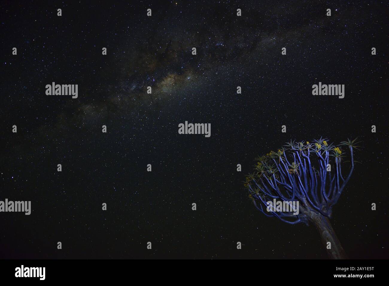 Dichoto hi-res stock photography and images - Alamy