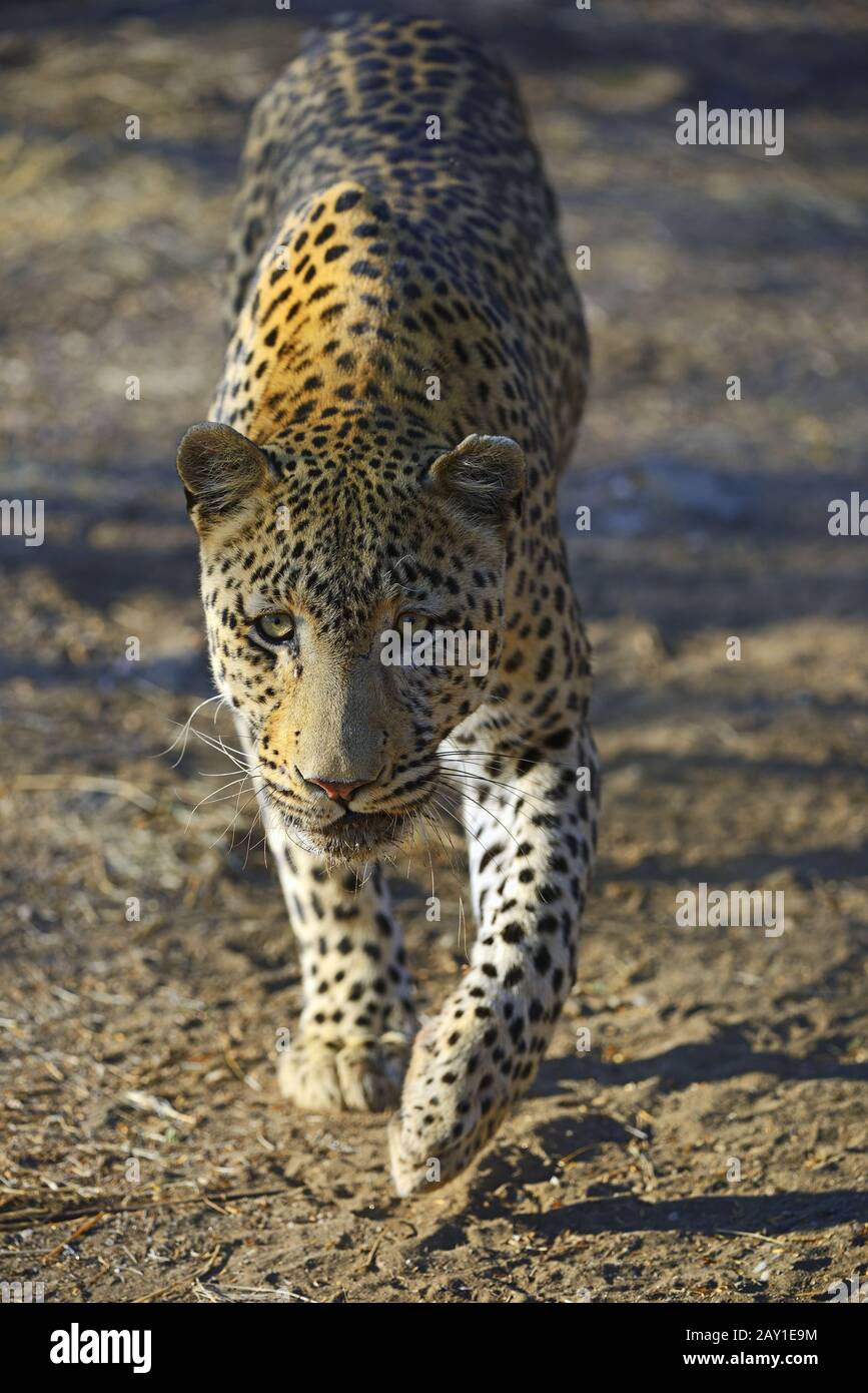 Leopard (Panthera pardus) roams through its territory in the morning, K ...