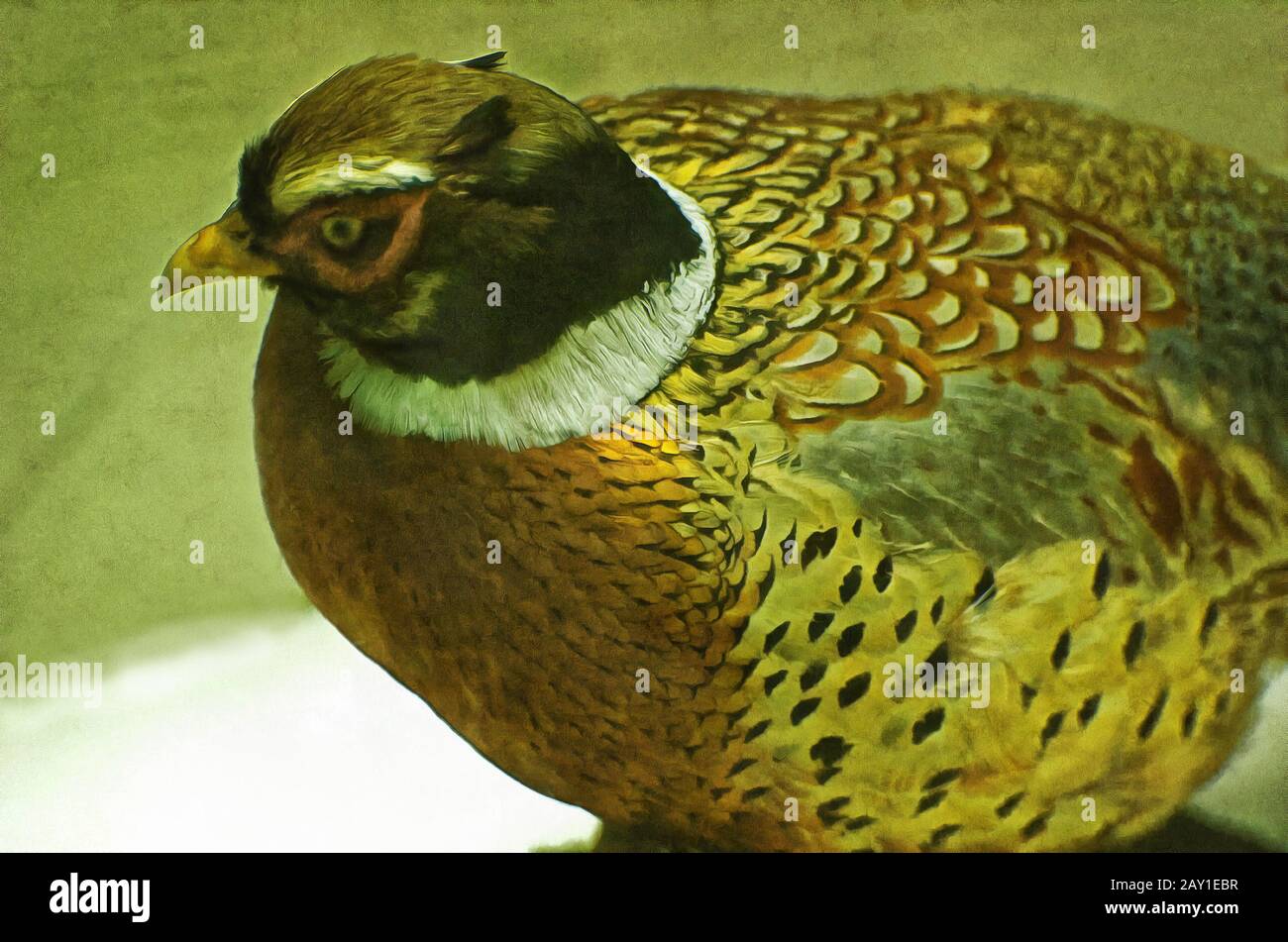 Phasianus colchicus illustration hi-res stock photography and images ...