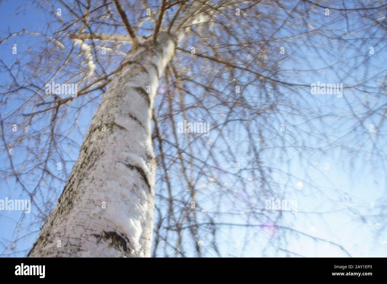 Birch tree. Closeup trunk and bare branches in blue sky. Sunny day ...