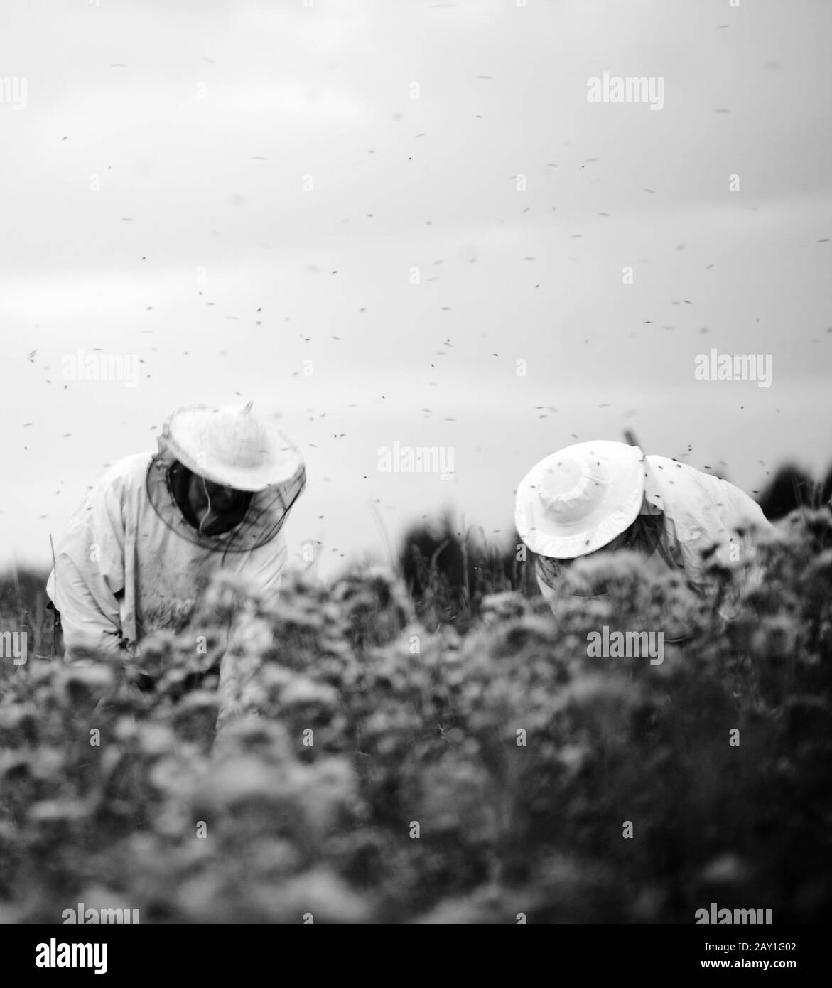 Beekeeping beekeeper apiculture beekeepers Black and White Stock Photos ...