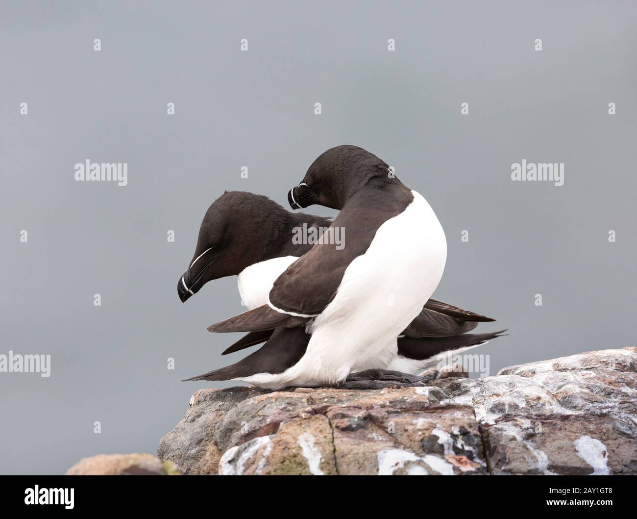 Razorbill or lesser auk (Alca torda), a colonial seabird in the genus ...