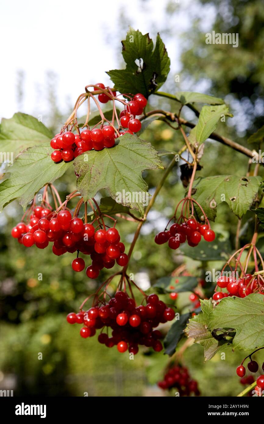 Common snowball hi-res stock photography and images - Alamy
