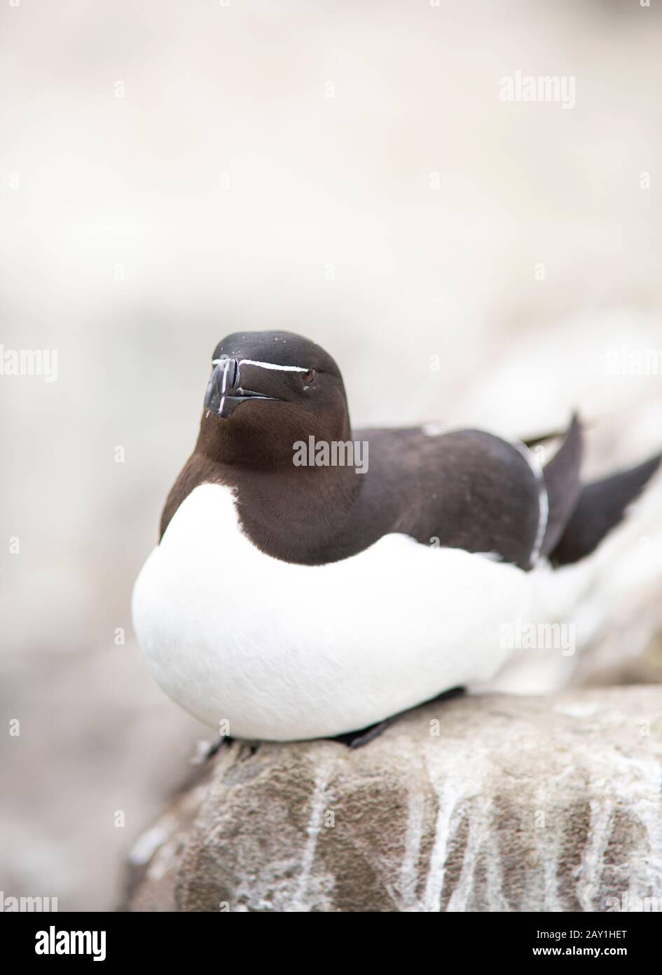 Alcidae hi-res stock photography and images - Alamy