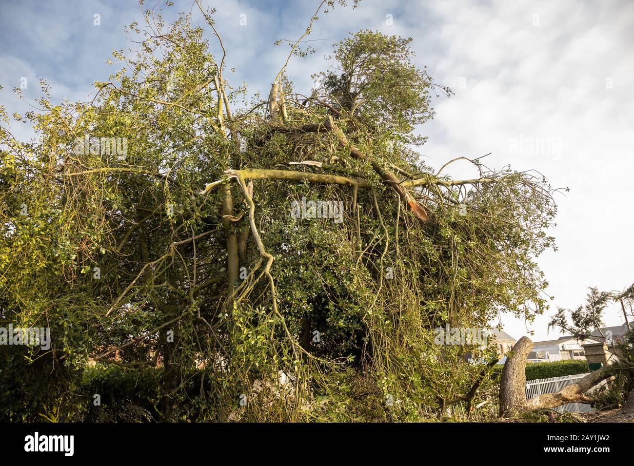 Storm damaged tree, broken branches Stock Photo - Alamy