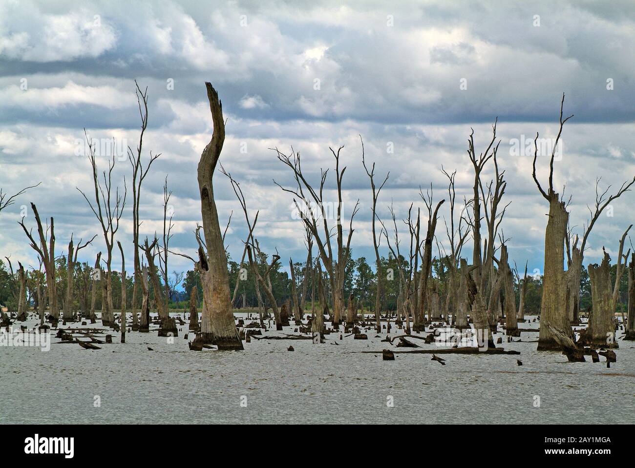 Australia dead tree hi-res stock photography and images - Alamy