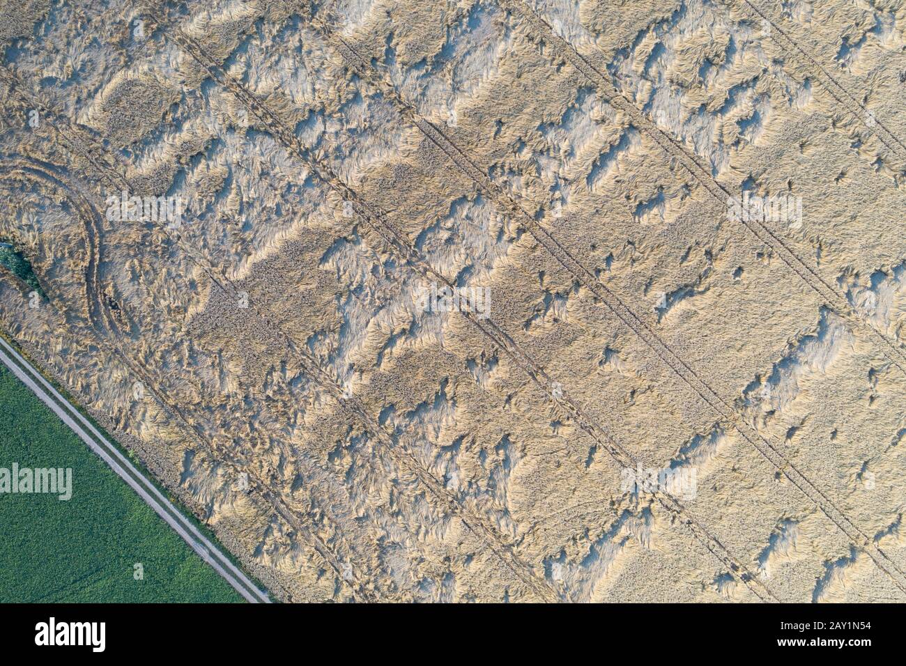 Beautiful aerial view of grain fields during golden sunset. Bird's eye ...