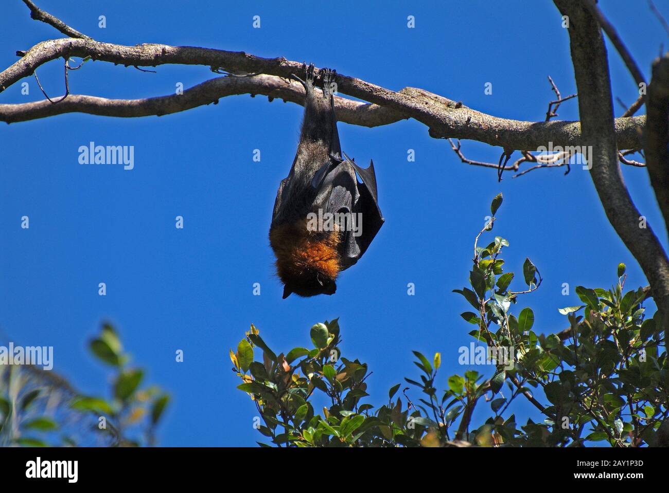 Australia, flying fox on tree sleeping Stock Photo - Alamy