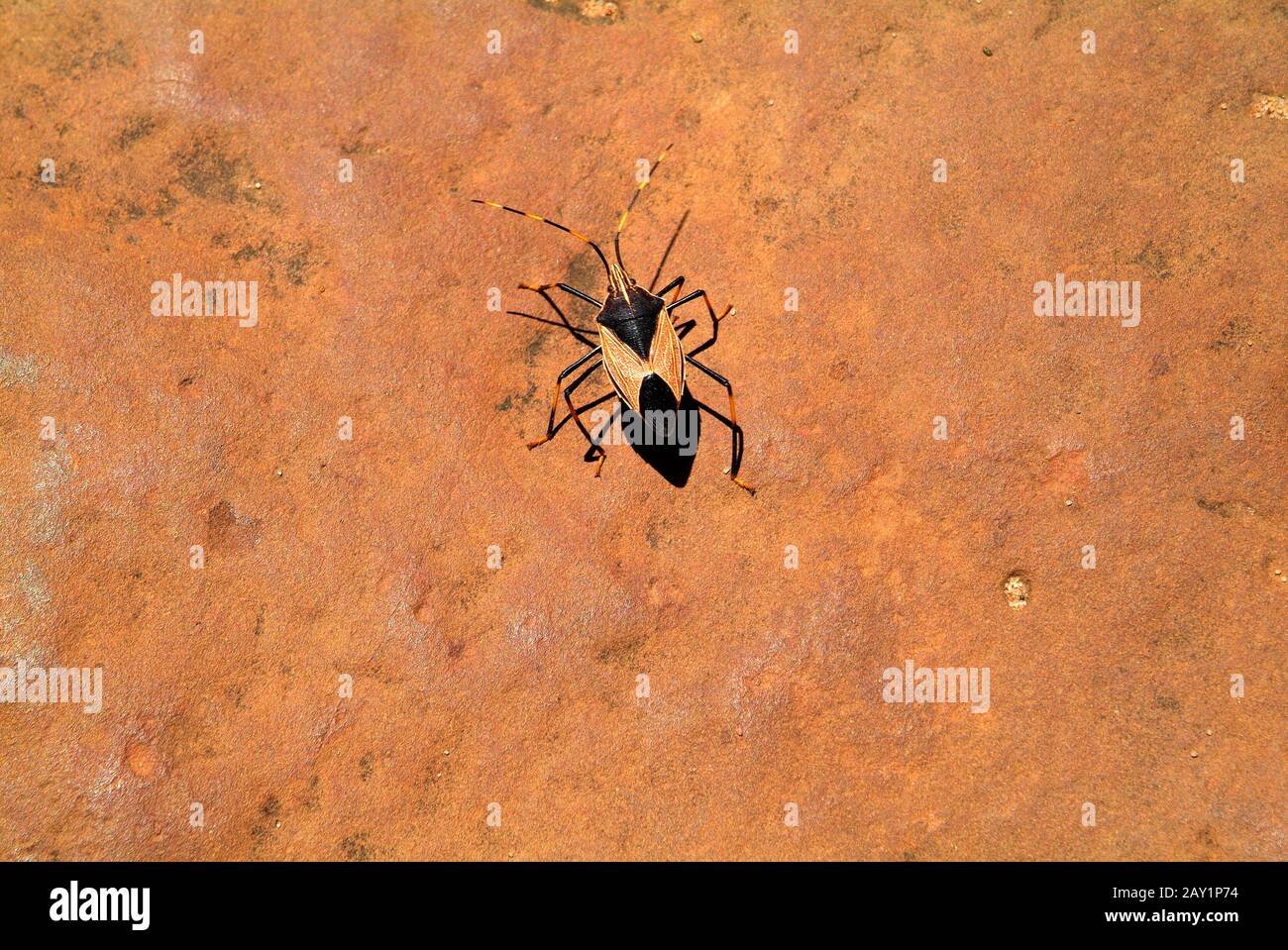Bug australia hi-res stock photography and images - Alamy