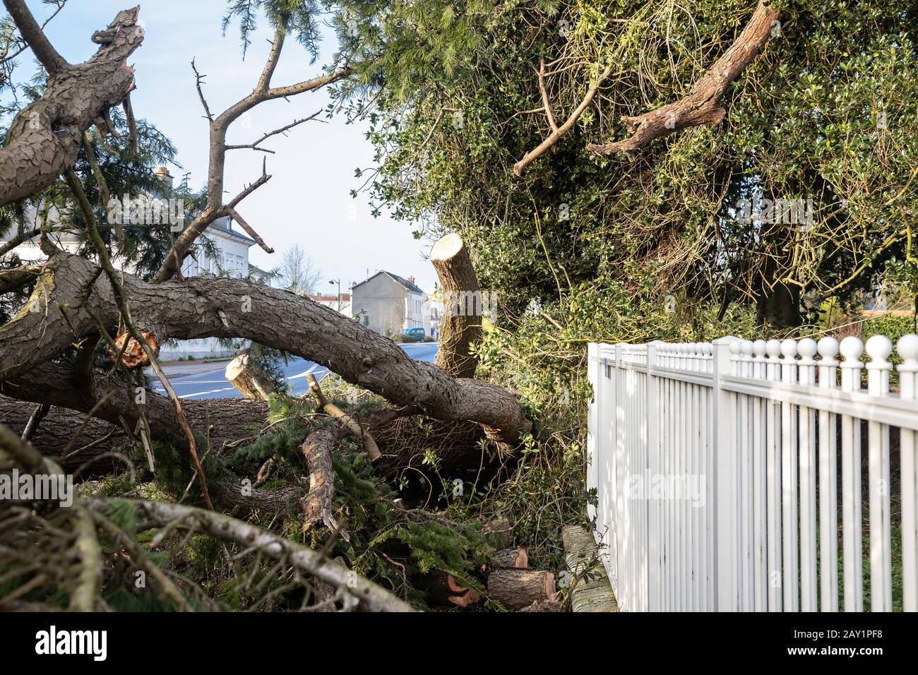 Storm damaged tree, broken branches Stock Photo - Alamy