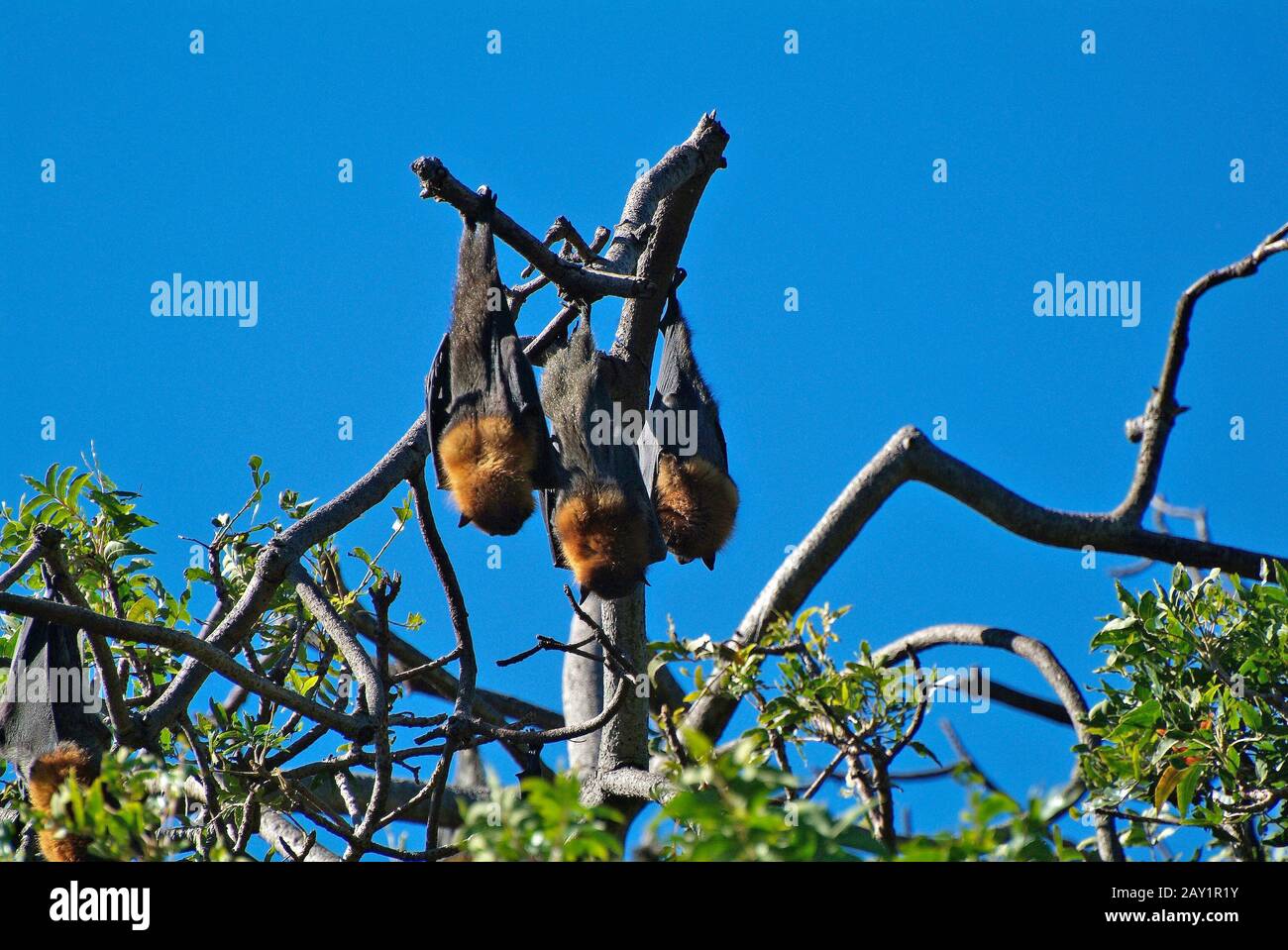 Australia, flying foxes Stock Photo - Alamy