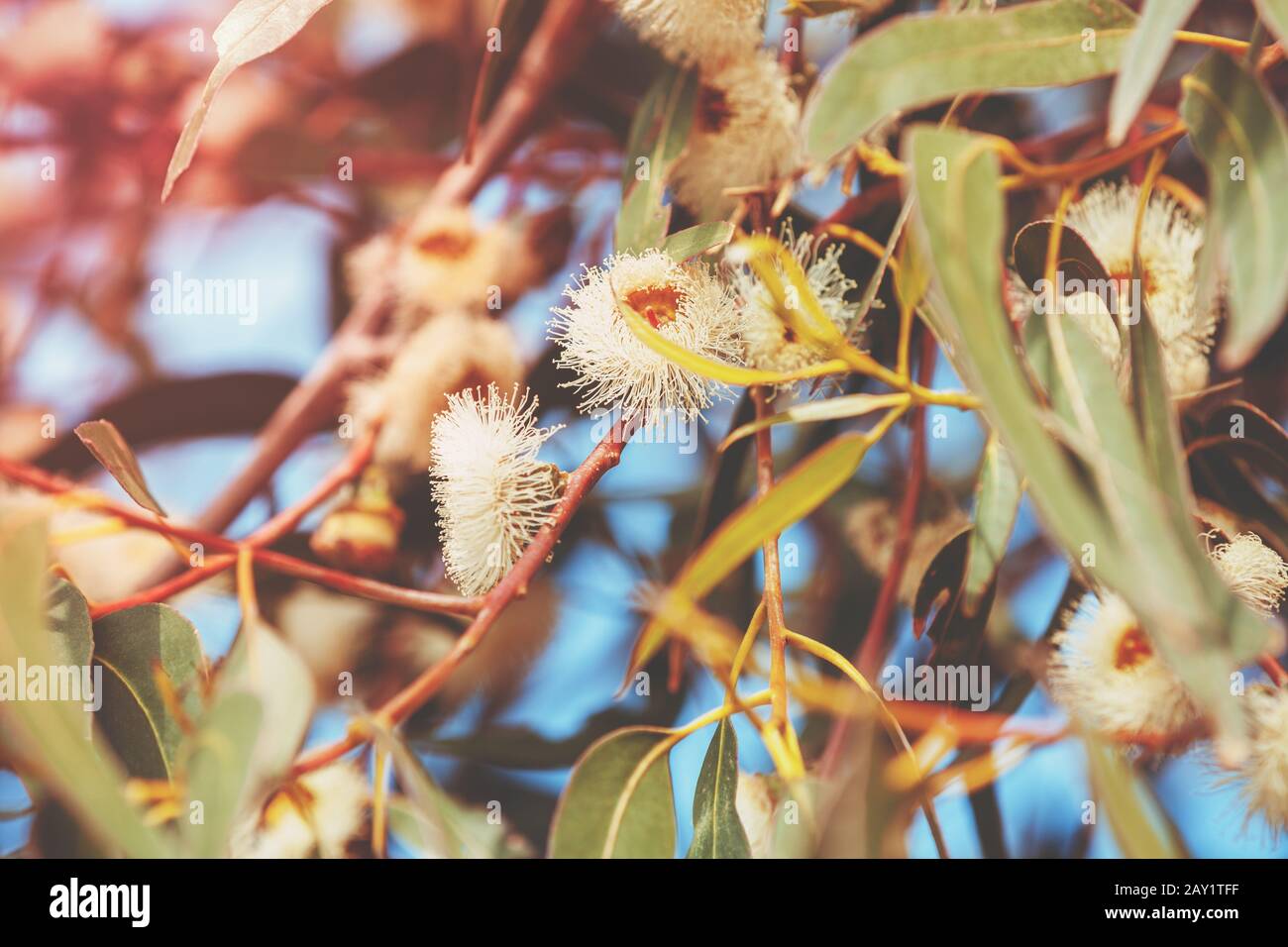 Eucalyptus blossom hi-res stock photography and images - Alamy