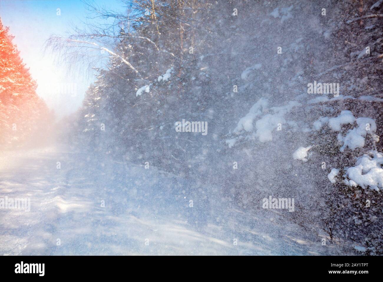 Blizzard in the winter pine forest. Nature landscape Stock Photo - Alamy