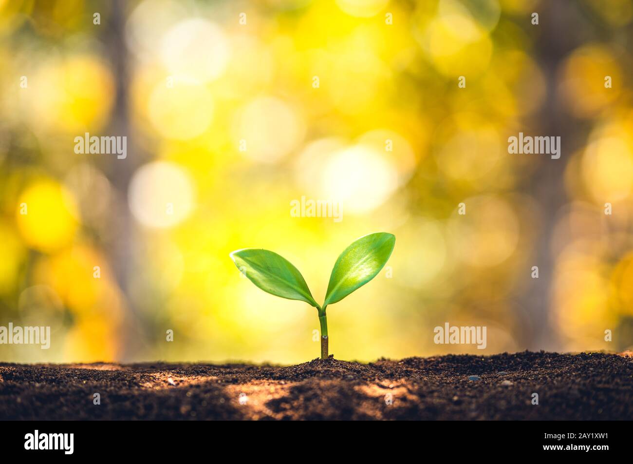 Planting trees - growing trees in a row and golden background Stock ...