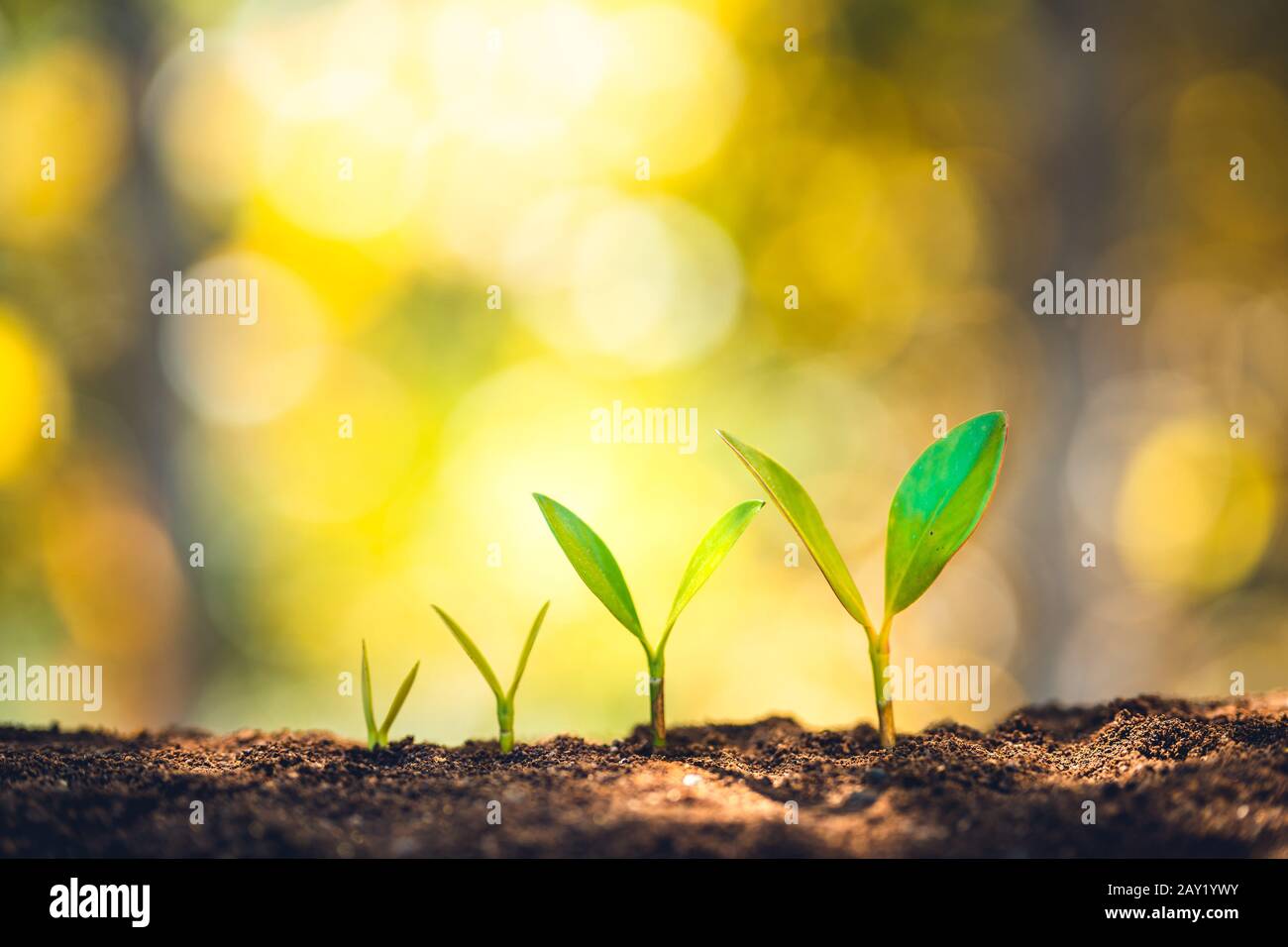 Growth - the growth of trees lined up and the golden background Stock ...