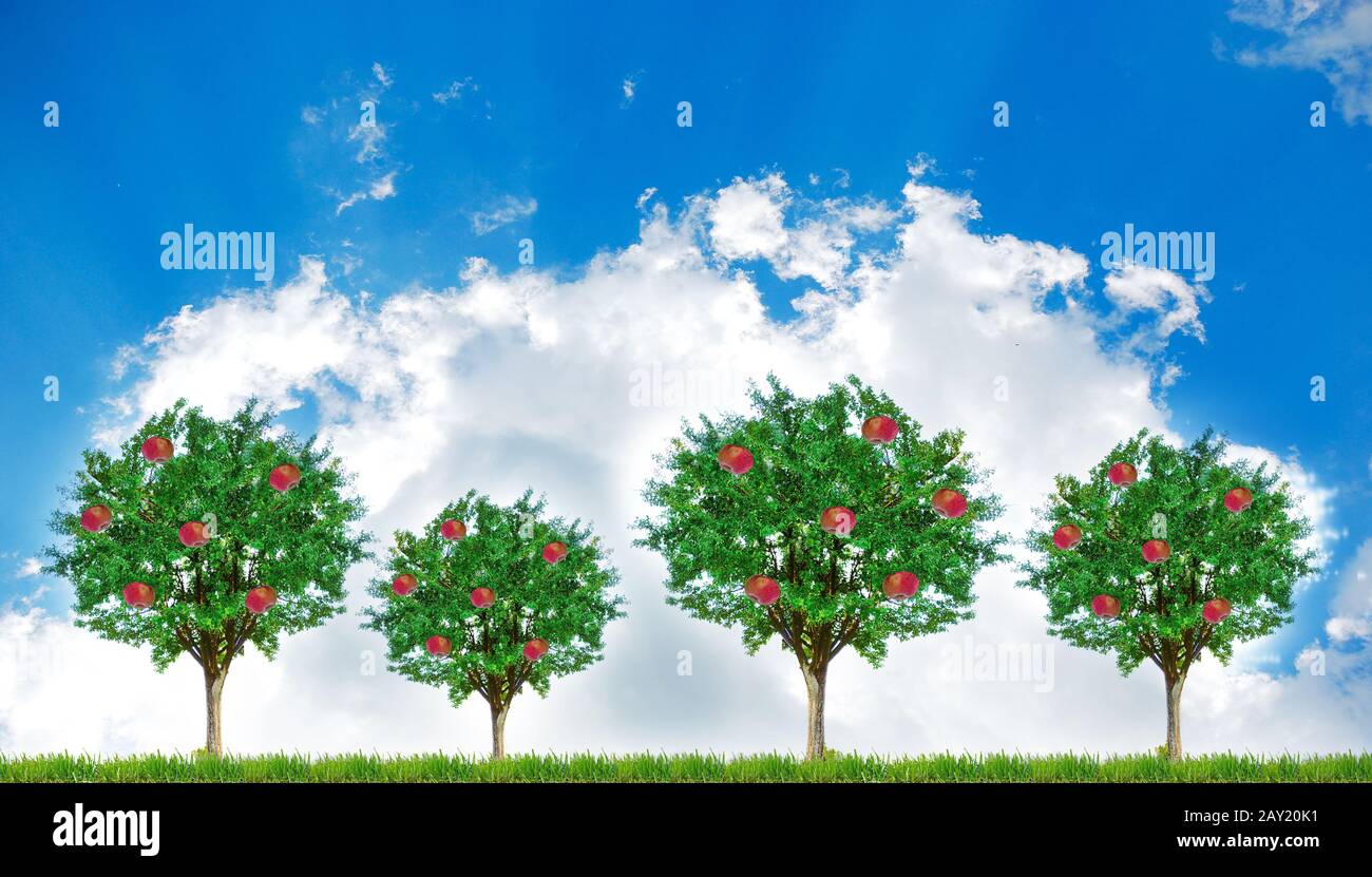 Concept of apple trees with sky behind Stock Photo - Alamy