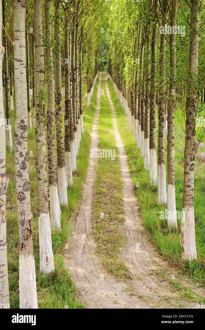 Alley, trees and way Stock Photo - Alamy