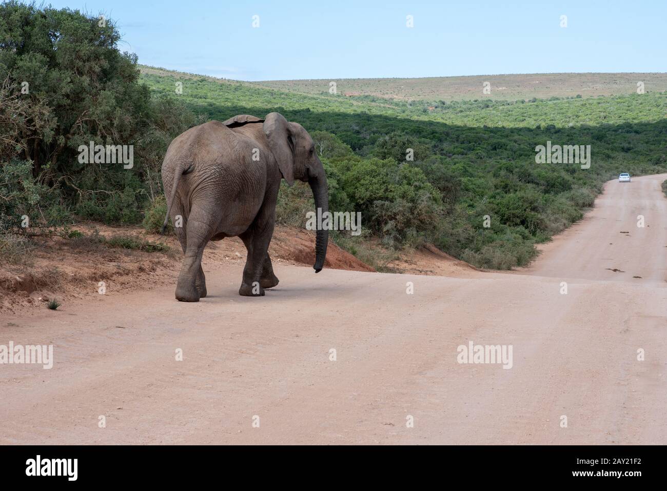 Elephant bull walking on road with car in background Stock Photo - Alamy