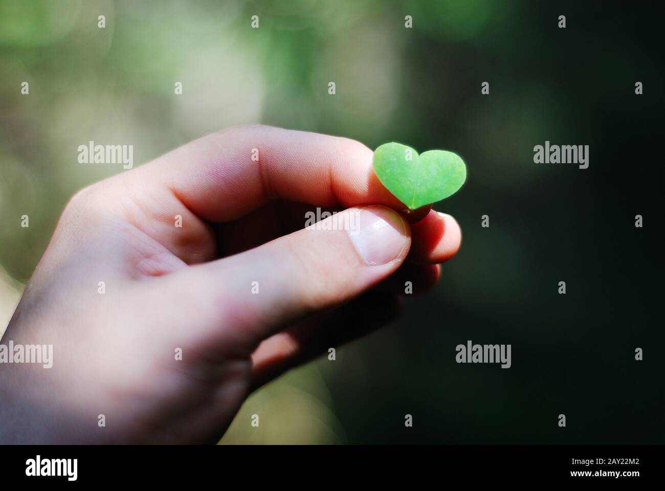 Heart shaped plant in the male hand Stock Photo - Alamy