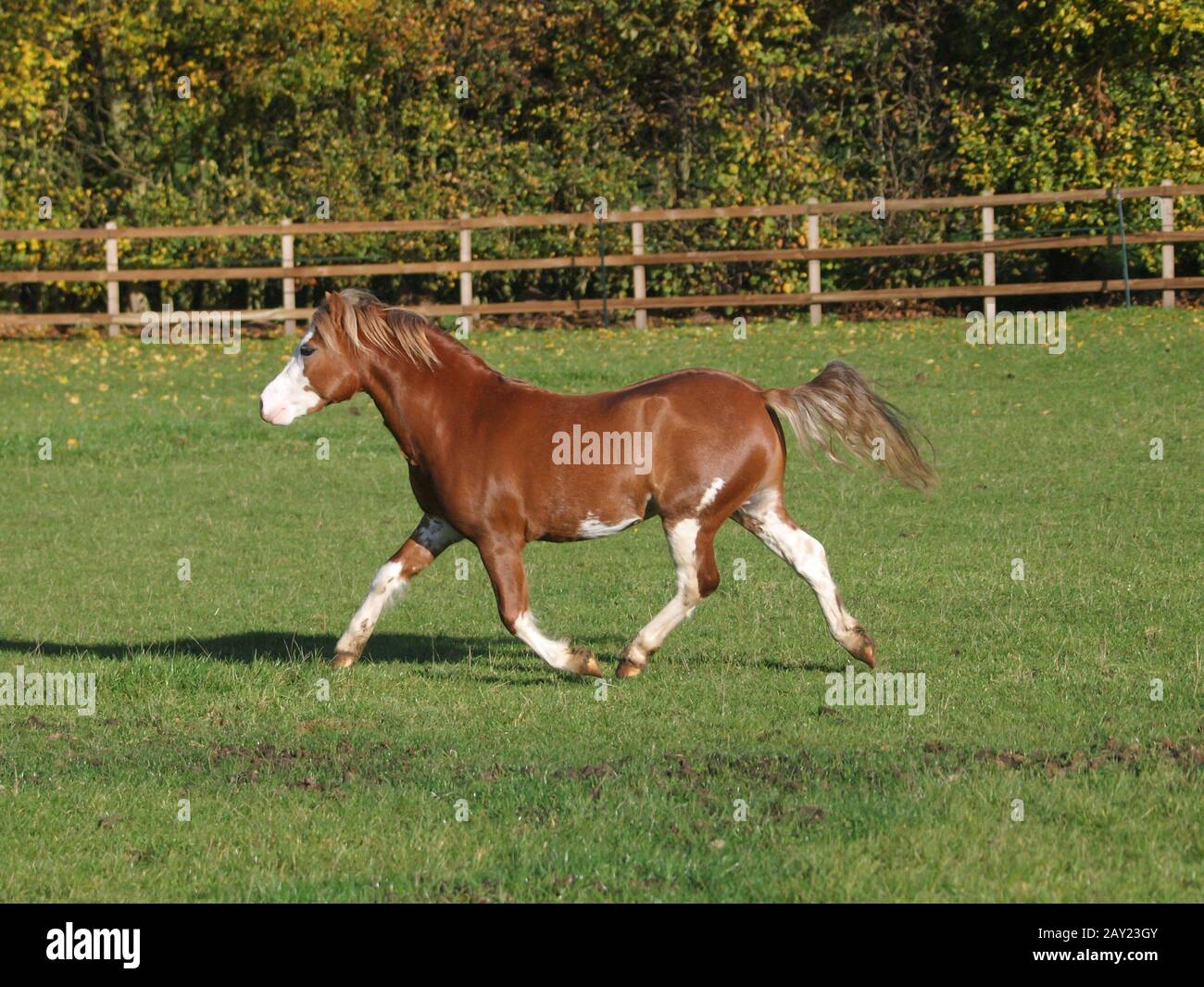 A chestnut Welsh stallion lets off some steam loose in a paddock Stock ...