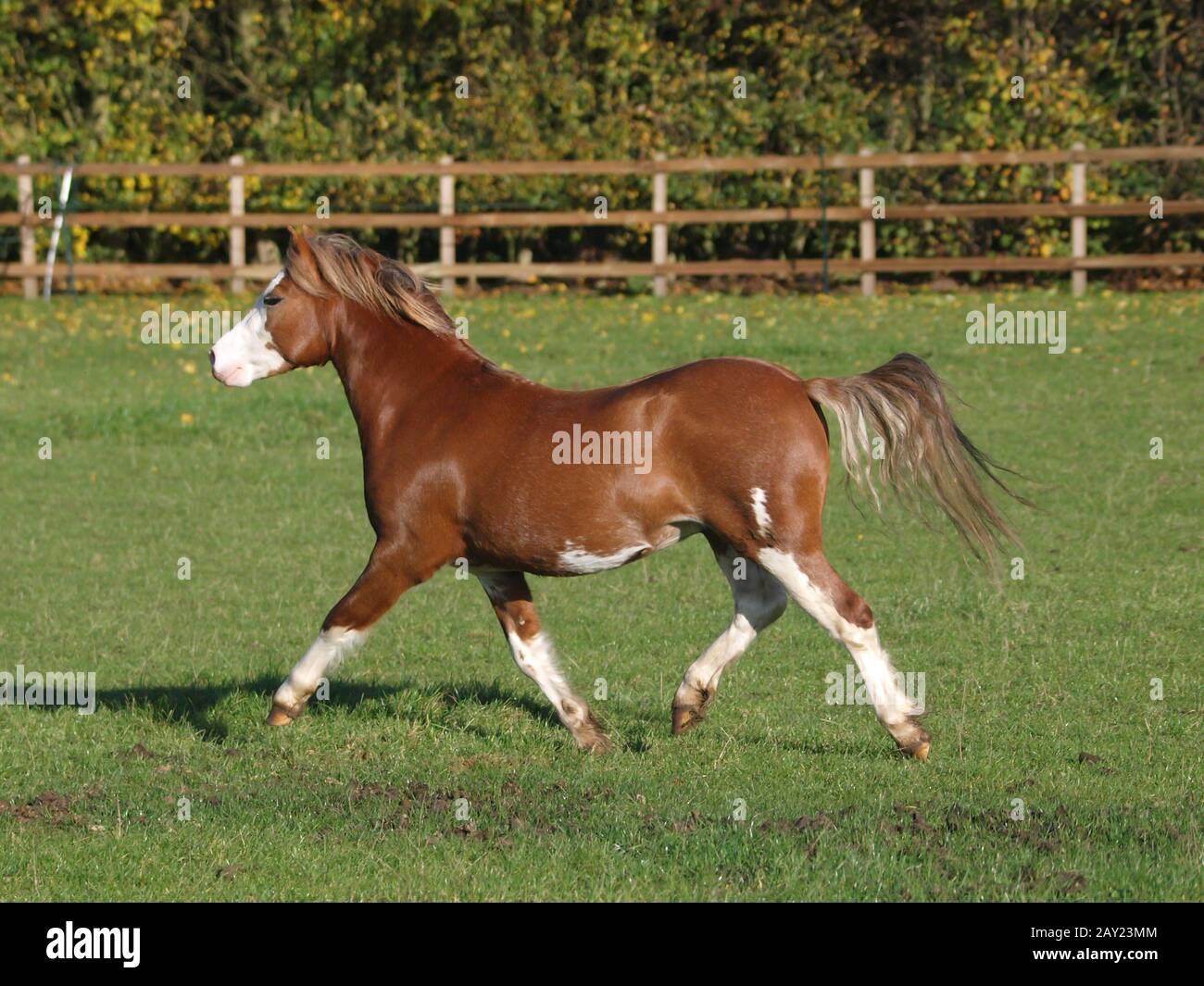 A chestnut Welsh stallion lets off some steam loose in a paddock Stock ...