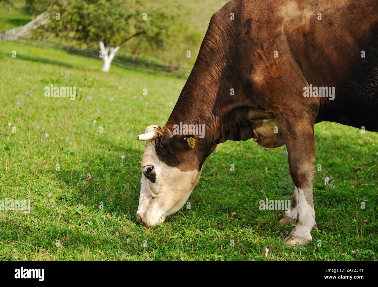 Cow eating grass Stock Photo - Alamy