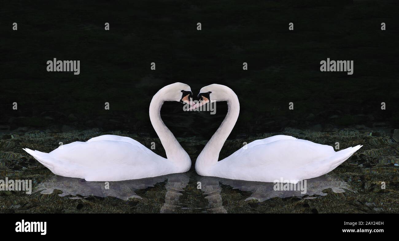 Two swans making shape of a heart Stock Photo - Alamy