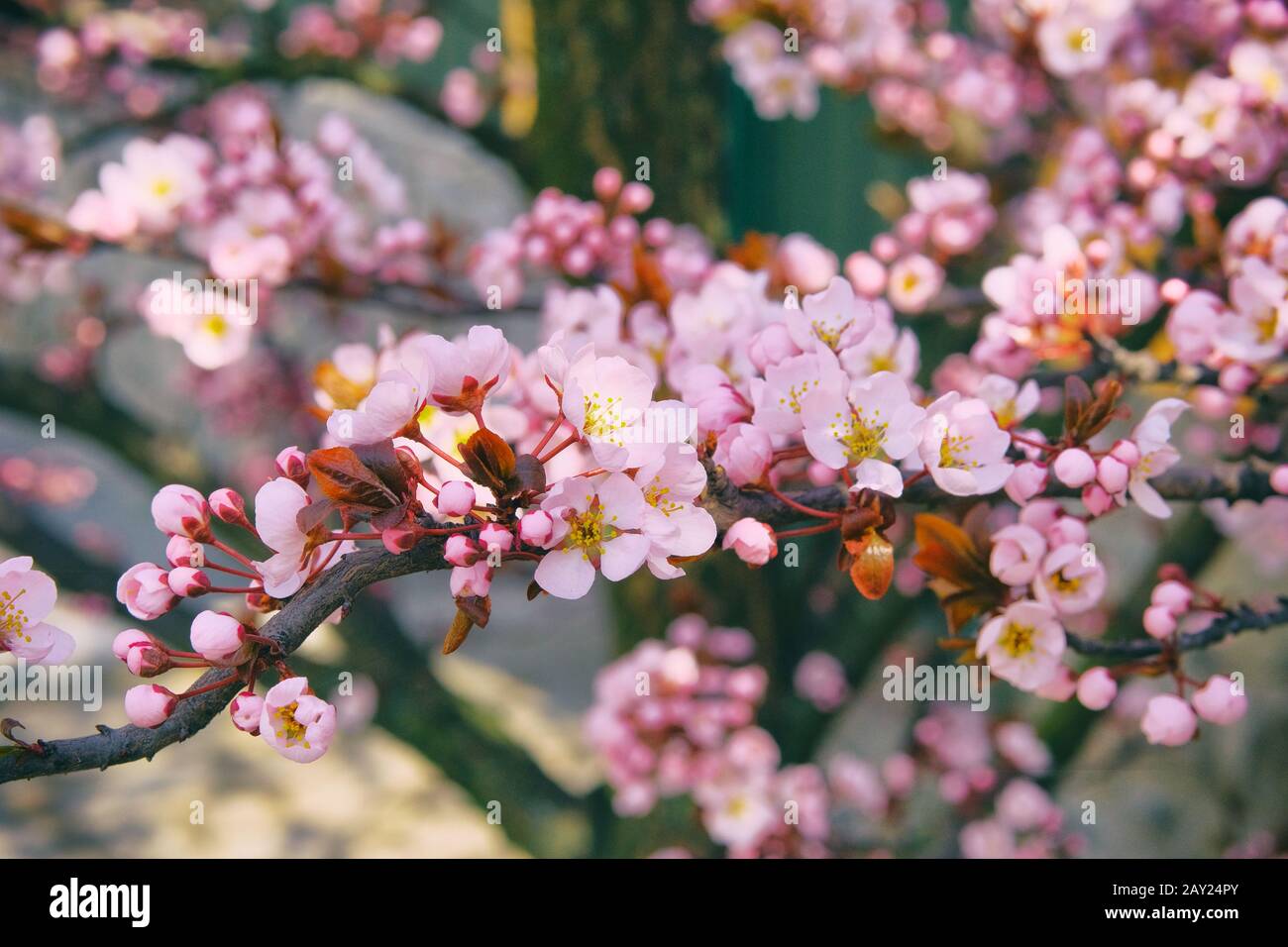 Apricot pink hi-res stock photography and images - Alamy