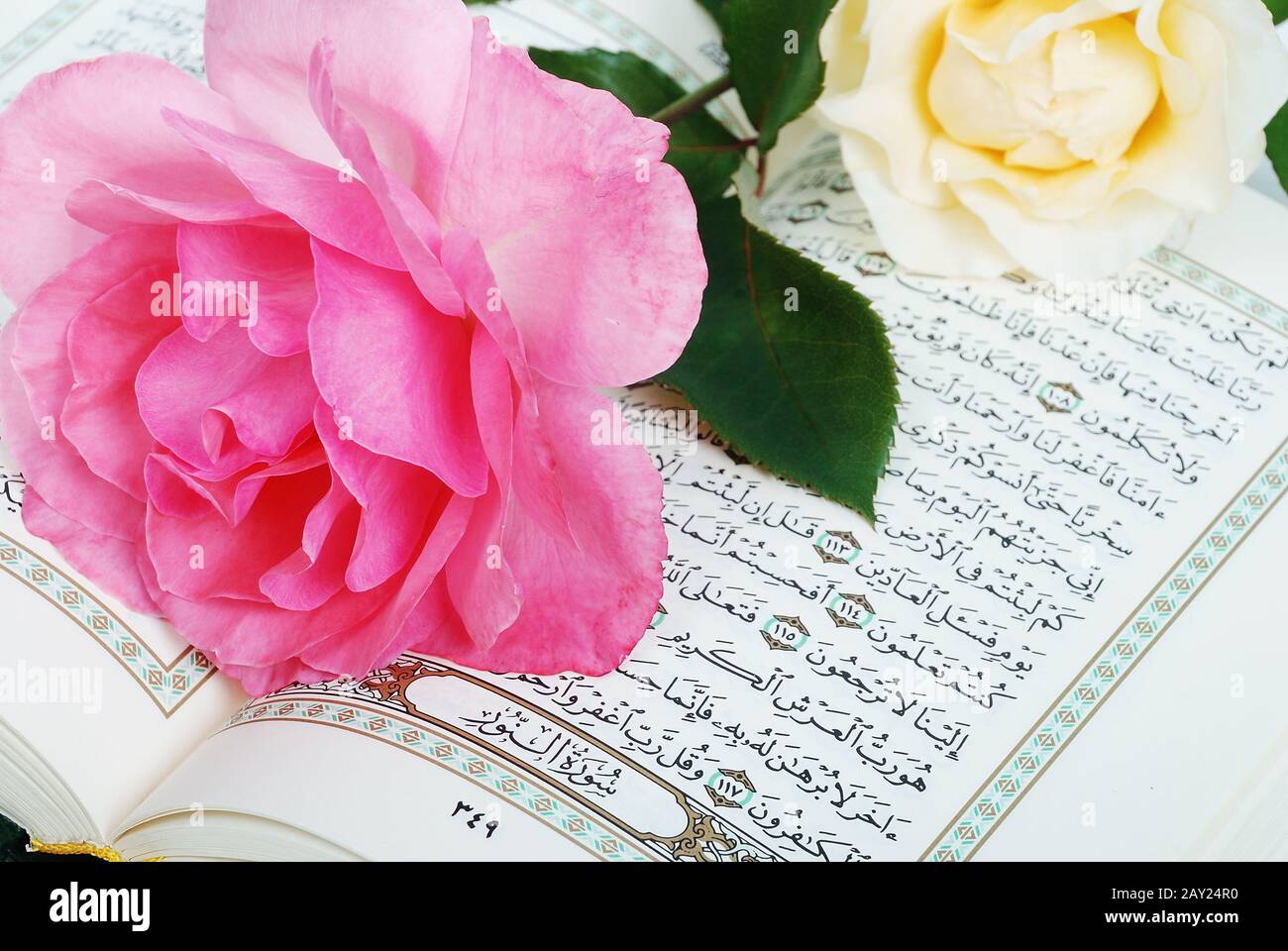 Rose/flower put on holy Islam book Koran Stock Photo - Alamy