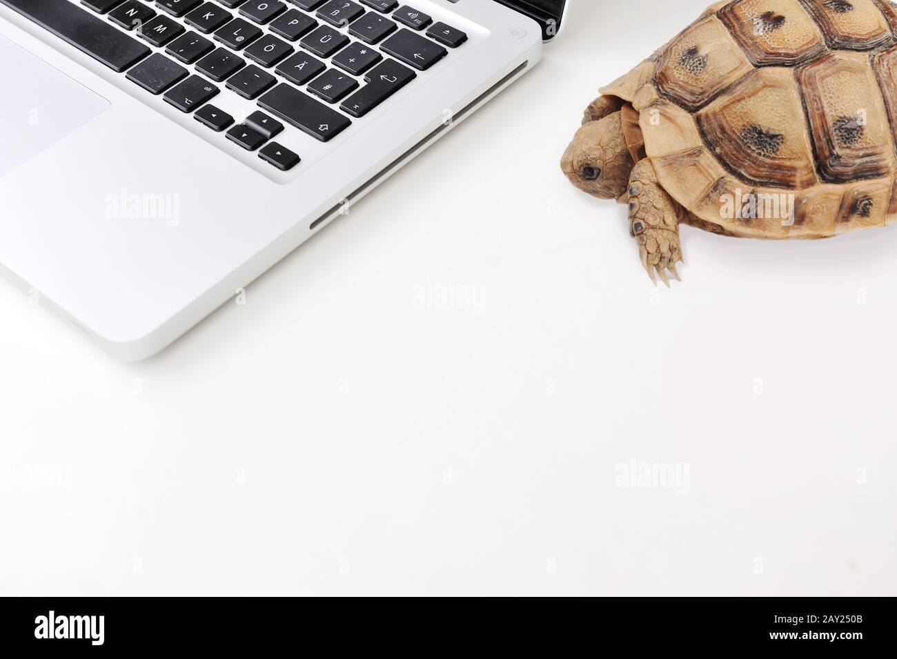 Slow connection and computer as a turtle Stock Photo - Alamy