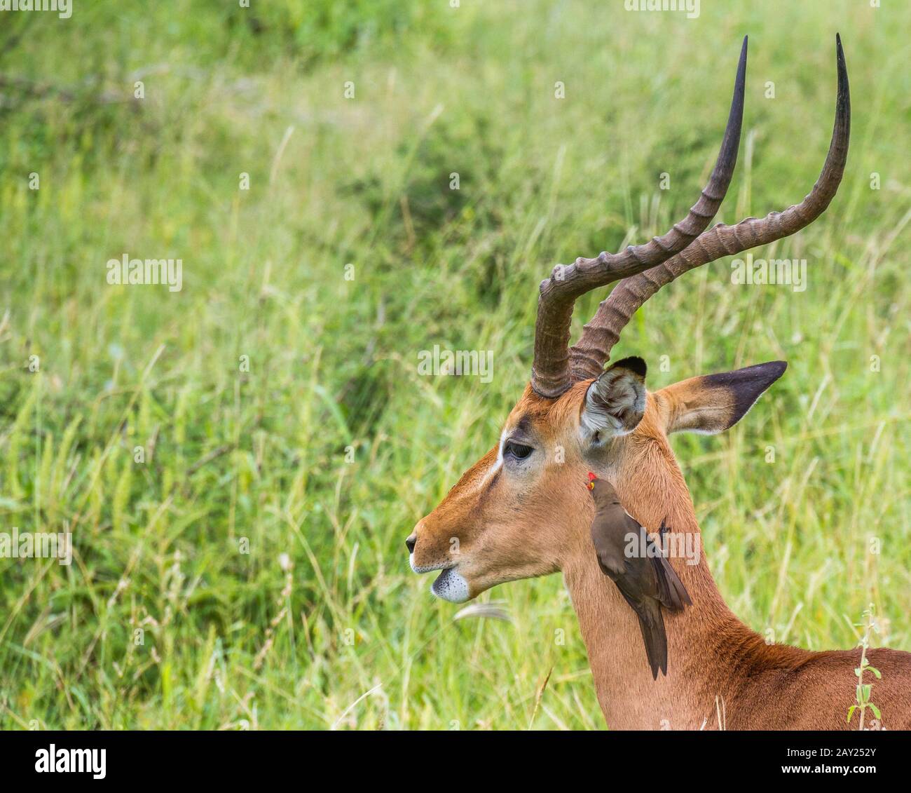 Two organisms living in symbiosis hi-res stock photography and images ...