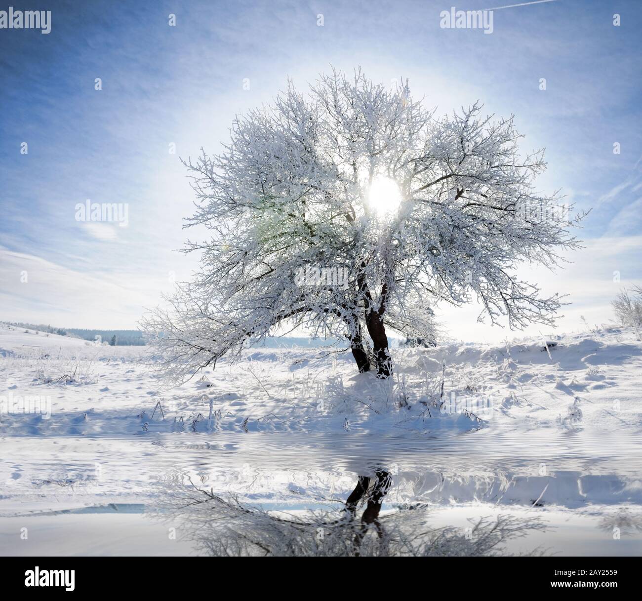 Christmas theme- frozen trees Stock Photo - Alamy