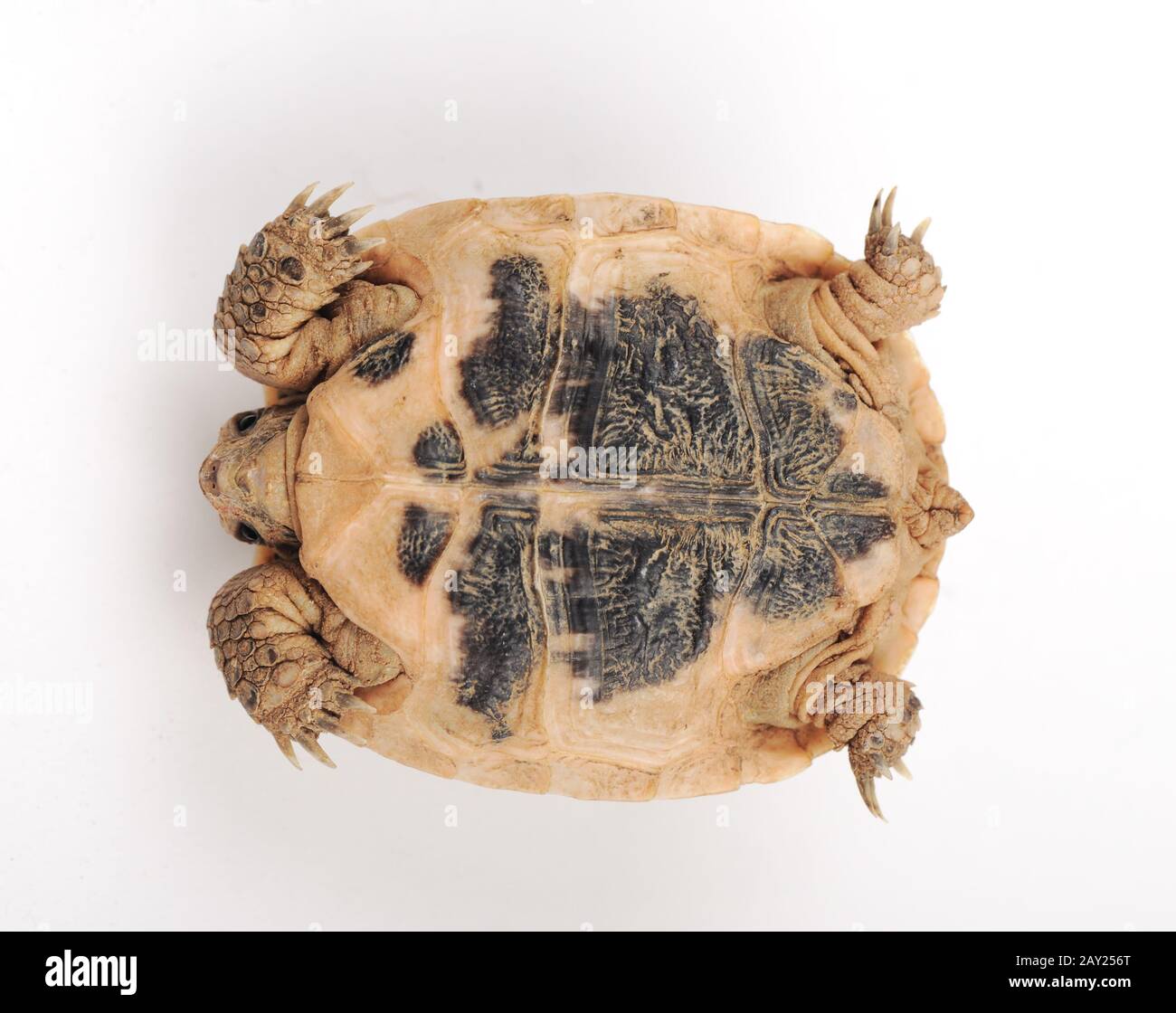 Turtle posing series Stock Photo - Alamy