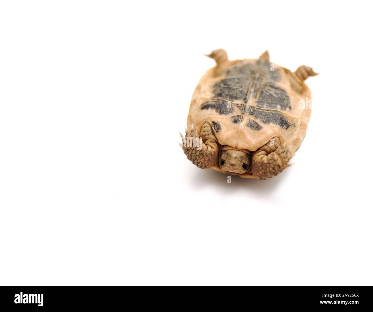 Turtle posing series Stock Photo - Alamy