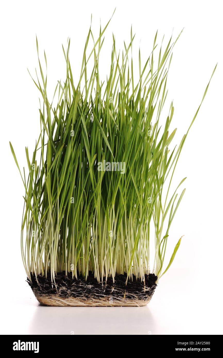 Wheat plant roots hi-res stock photography and images - Alamy