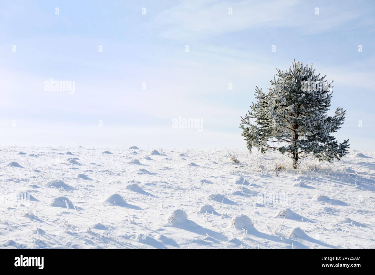 Winter and snow scene, tree alone Stock Photo - Alamy
