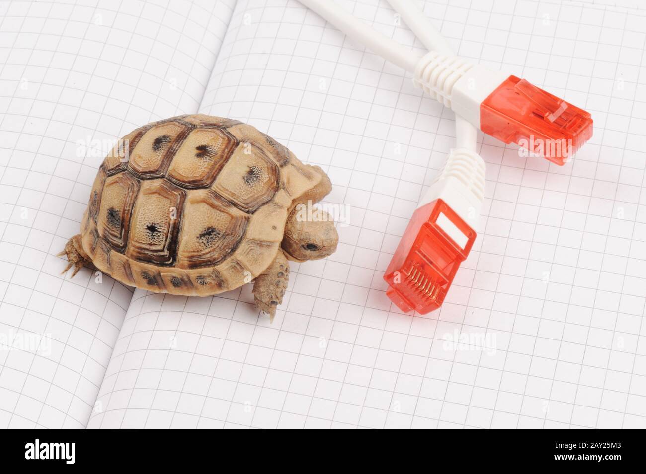 Turtle and slow connection Stock Photo - Alamy
