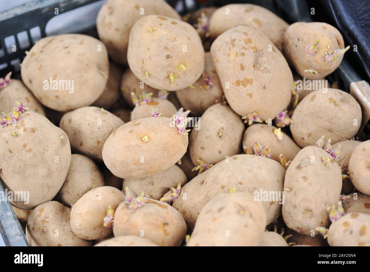 Potato collected in box Stock Photo - Alamy