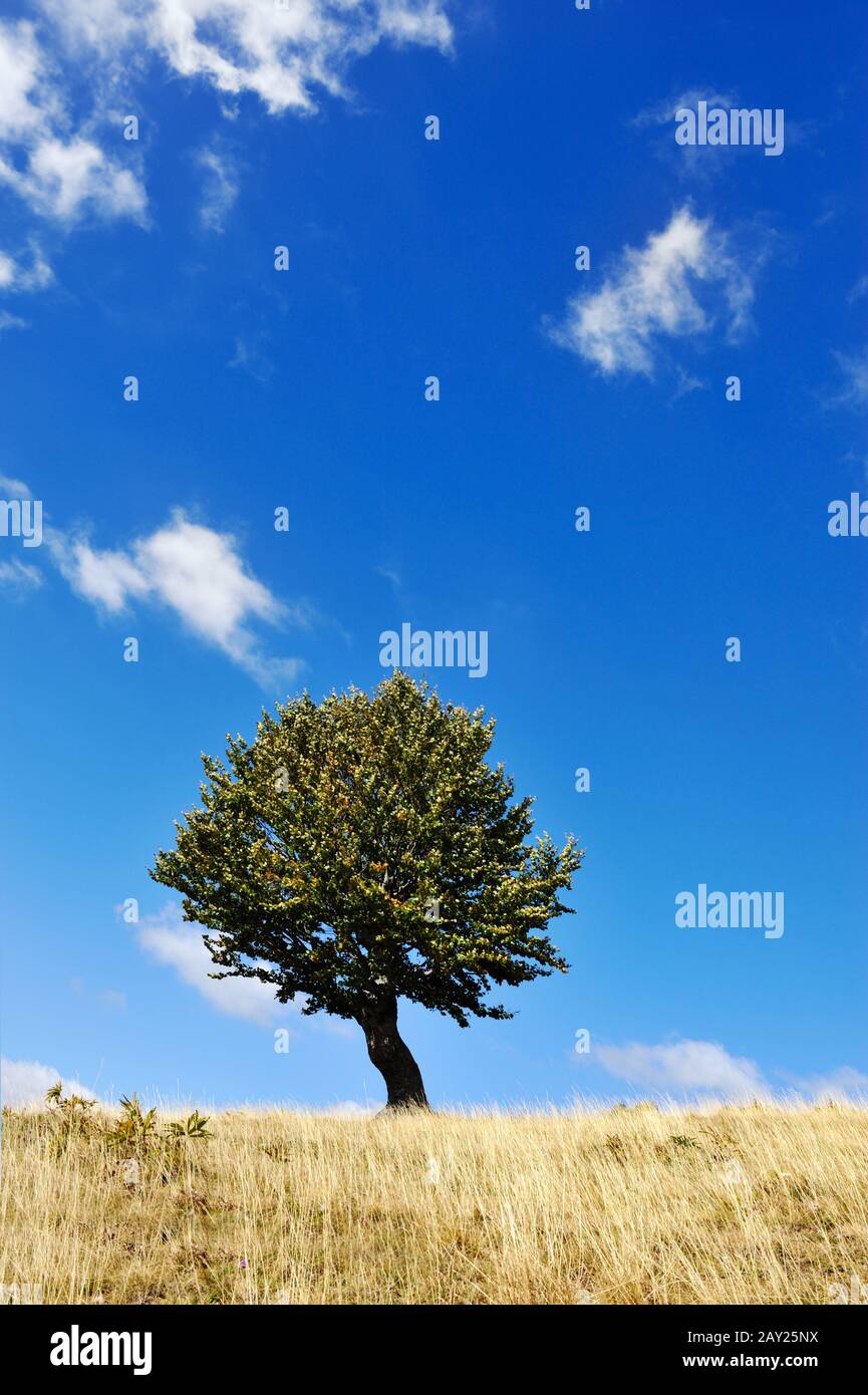 One tree and grass land Stock Photo - Alamy