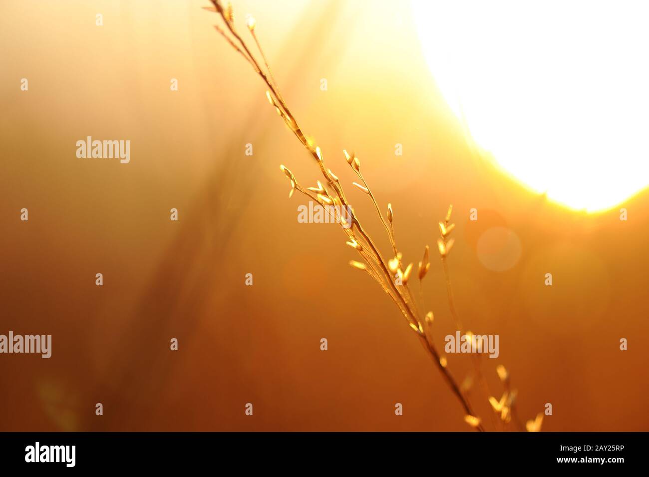 Field flower and weed at summer sunset Stock Photo - Alamy