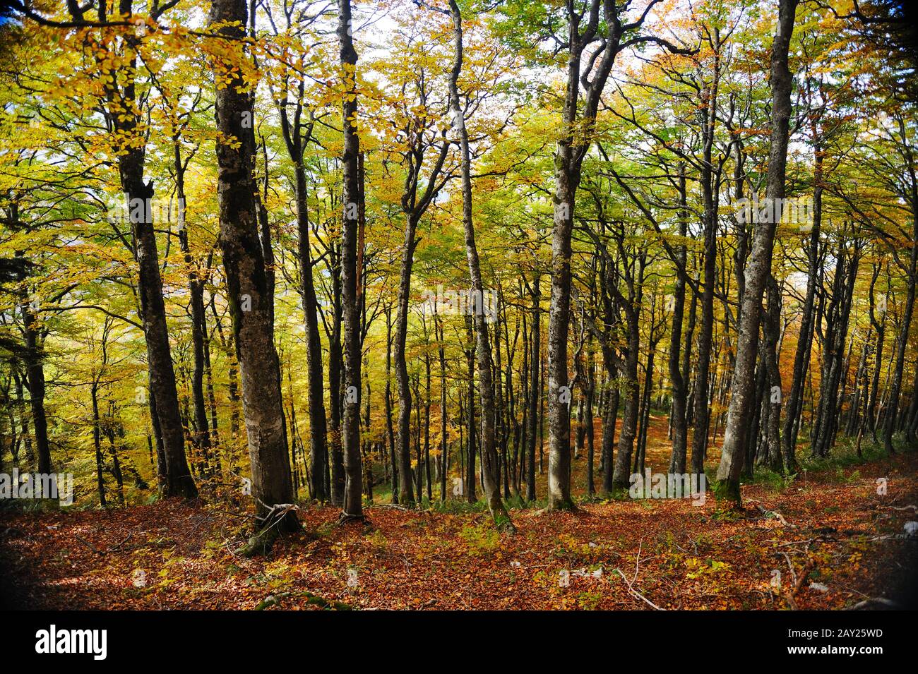Forest tree fall background Stock Photo - Alamy