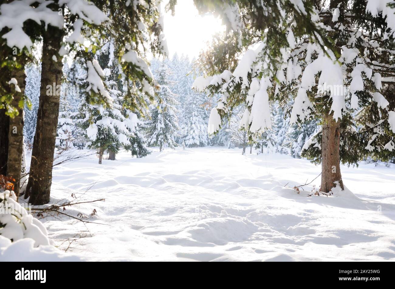 Winter beautiful scene tree and snow Stock Photo - Alamy